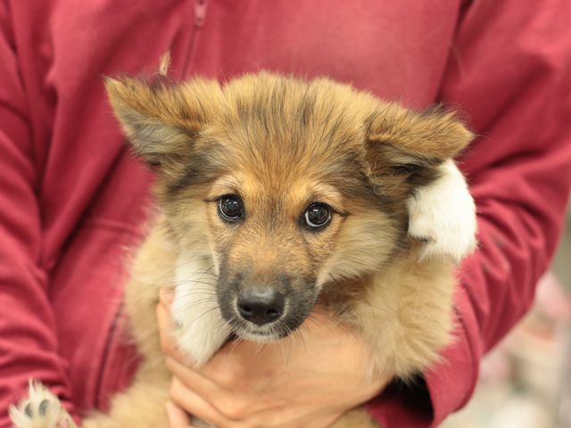 里親さんが決まった犬たち - 最新1000件（10/10ページ）