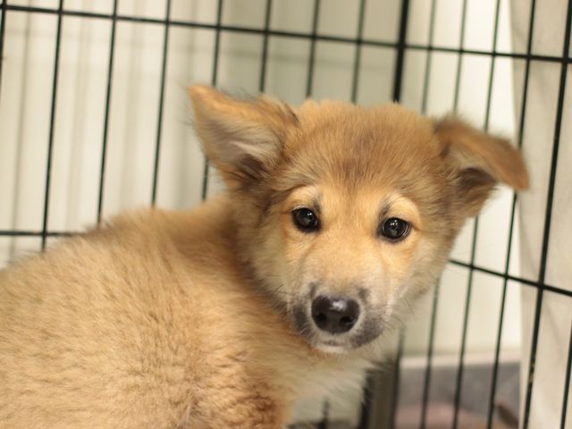 里親さんが決まった犬たち - 最新1000件（10/10ページ）