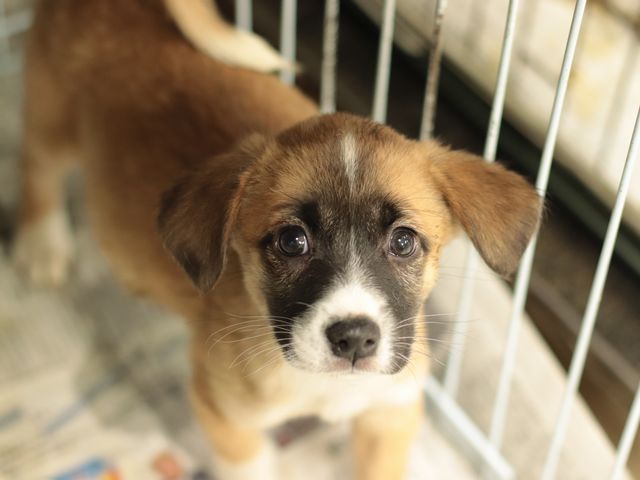 ID4042の紹介 - NPO法人犬と猫のためのライフボート