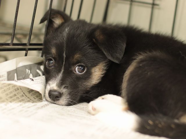 ID4043の紹介 - NPO法人犬と猫のためのライフボート