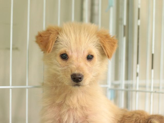 里親さんが決まった犬たち - 最新1000件（10/10ページ）