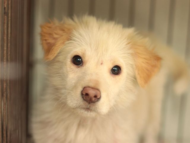 里親さんが決まった犬たち - 最新1000件（10/10ページ）